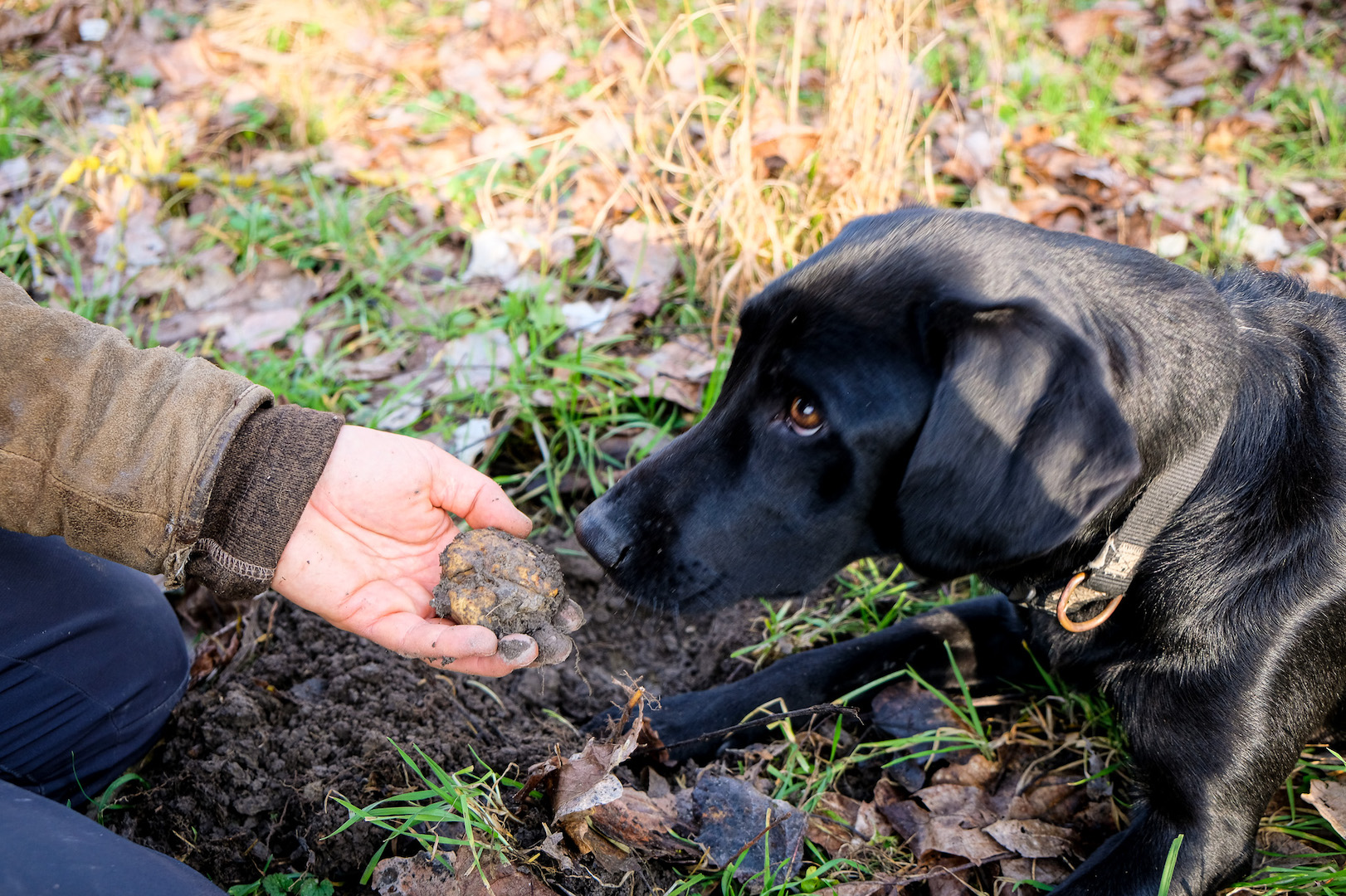 Truffle Garden - The Finest Truffles in California